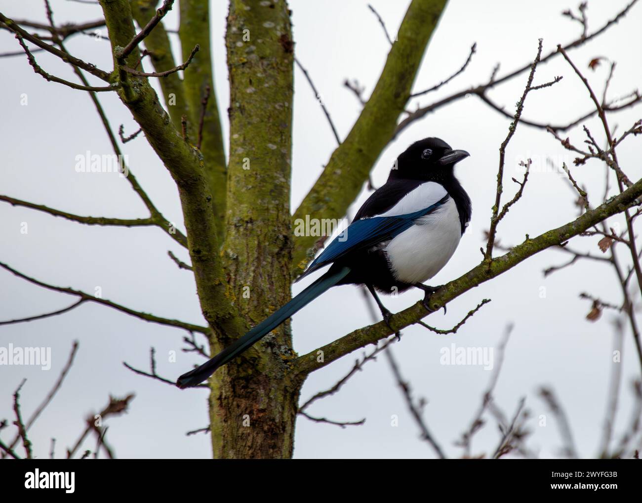 Black & white Magpie with a long tail searches for food in St. Stephen ...