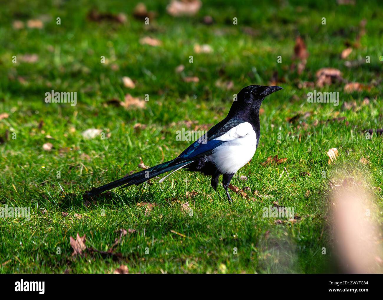 Black & white Magpie with a long tail searches for food in St. Stephen ...
