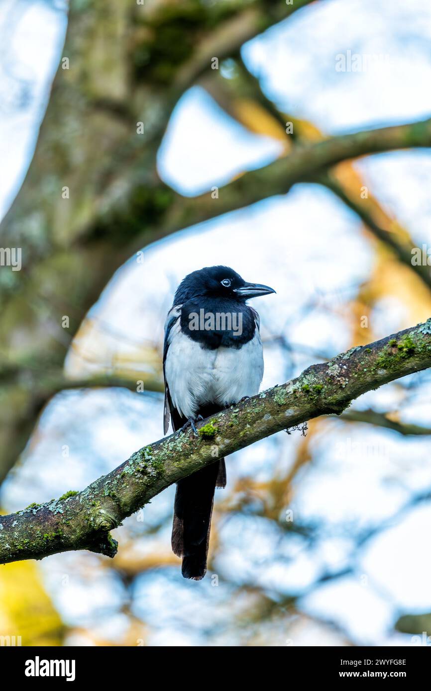 Black & white Magpie with a long tail searches for food in St. Stephen ...