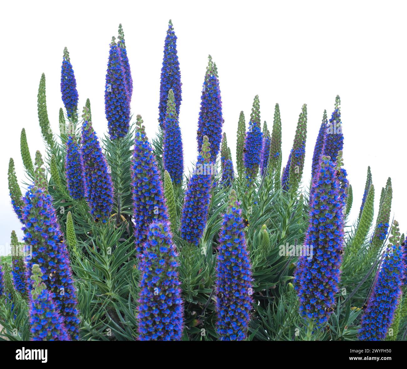 Close up of a Echium candicans, Pride of Madeira, large blue flowers in ...