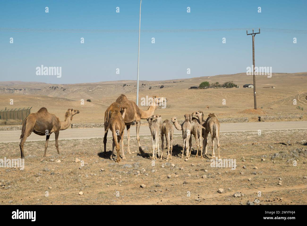 Oman middle east dhofar hi-res stock photography and images - Alamy