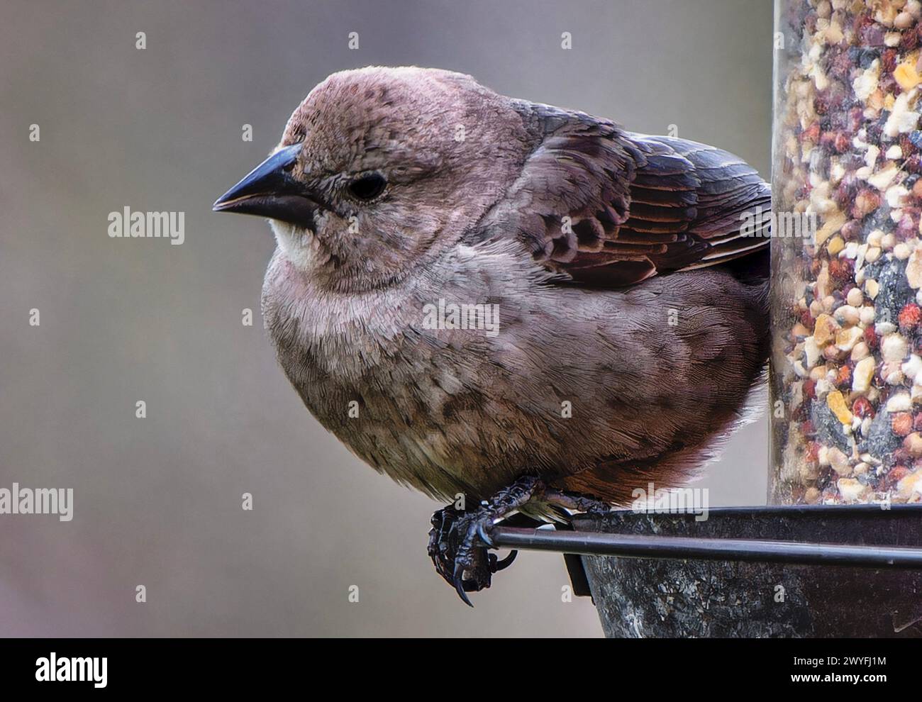 Female Brown-Headed Cowbird on the bird feeder Stock Photo - Alamy