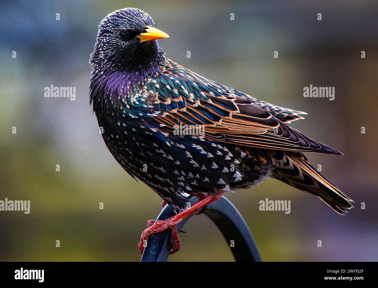 Female starling hi-res stock photography and images - Alamy