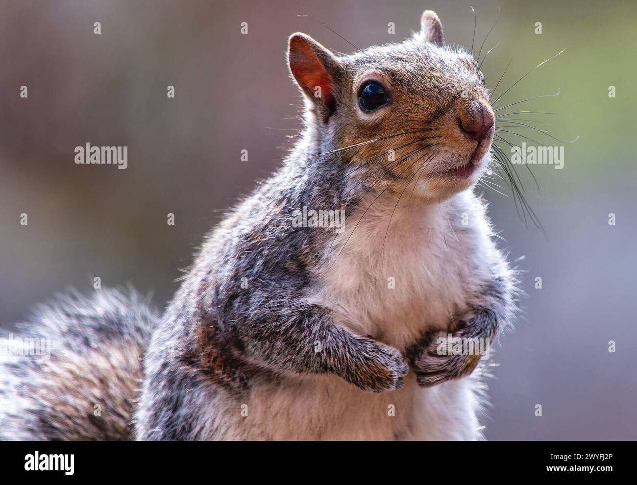 A Gray Squirrel on the backyard deck Stock Photo - Alamy