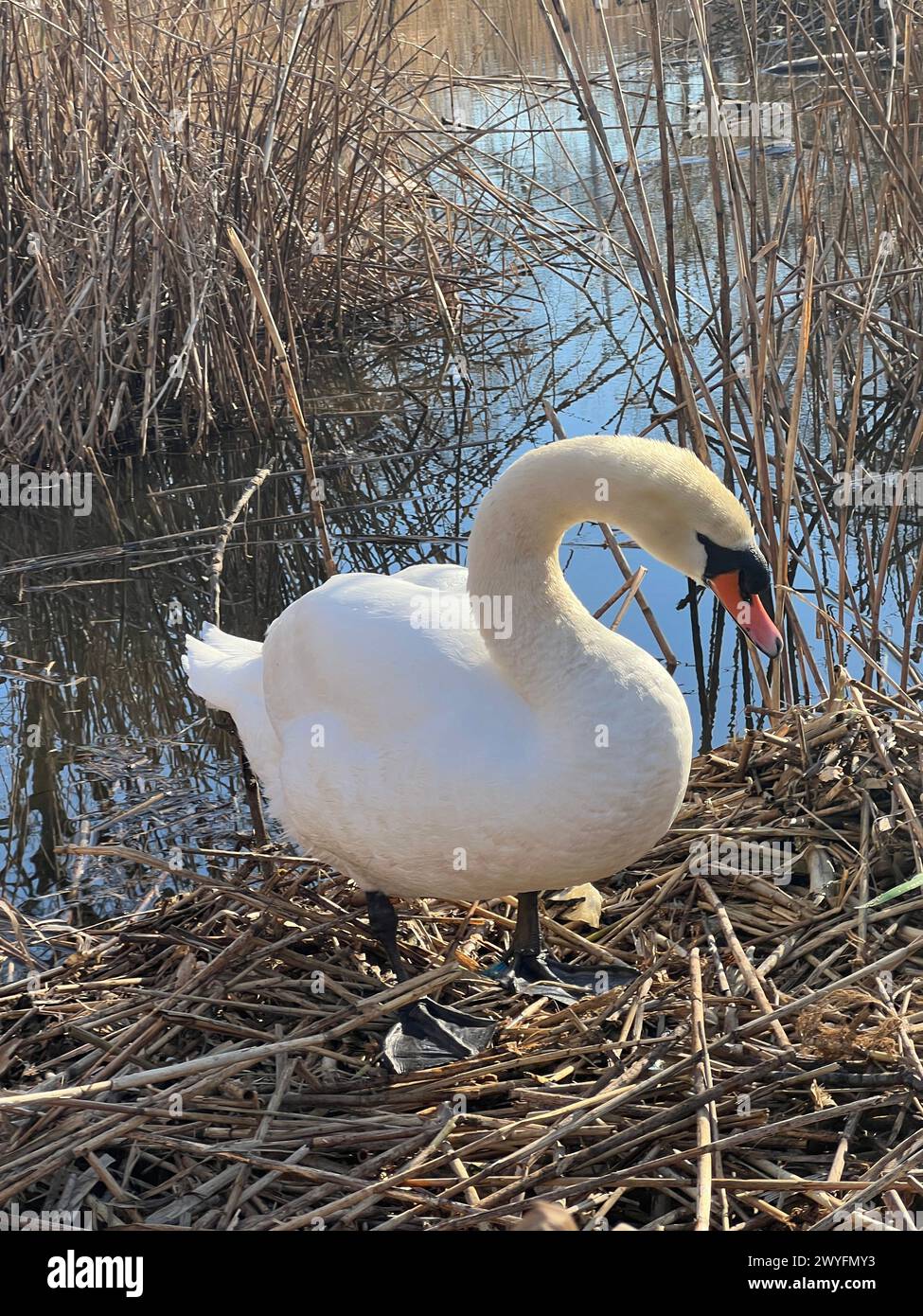 Female swan works on preparing her nest in the lake area of Prospect ...