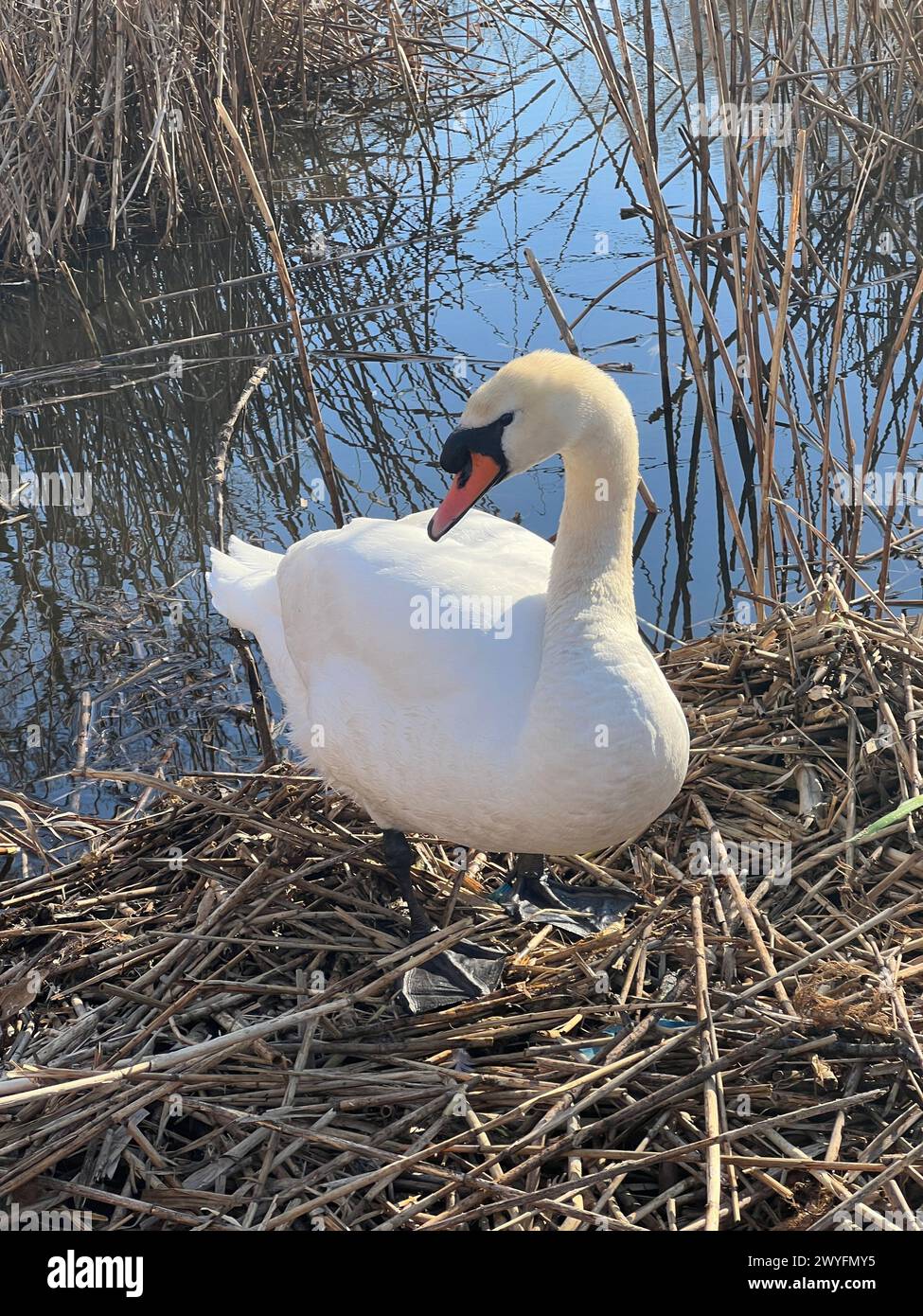 Female swan works on preparing her nest in the lake area of Prospect ...