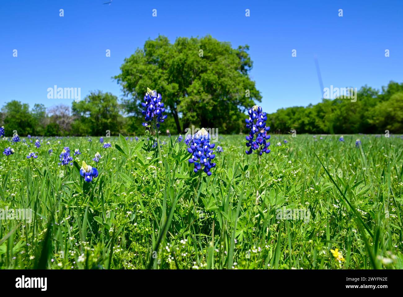 Several Bluebonnet flowers blooming in a green, grassy meadow with a ...