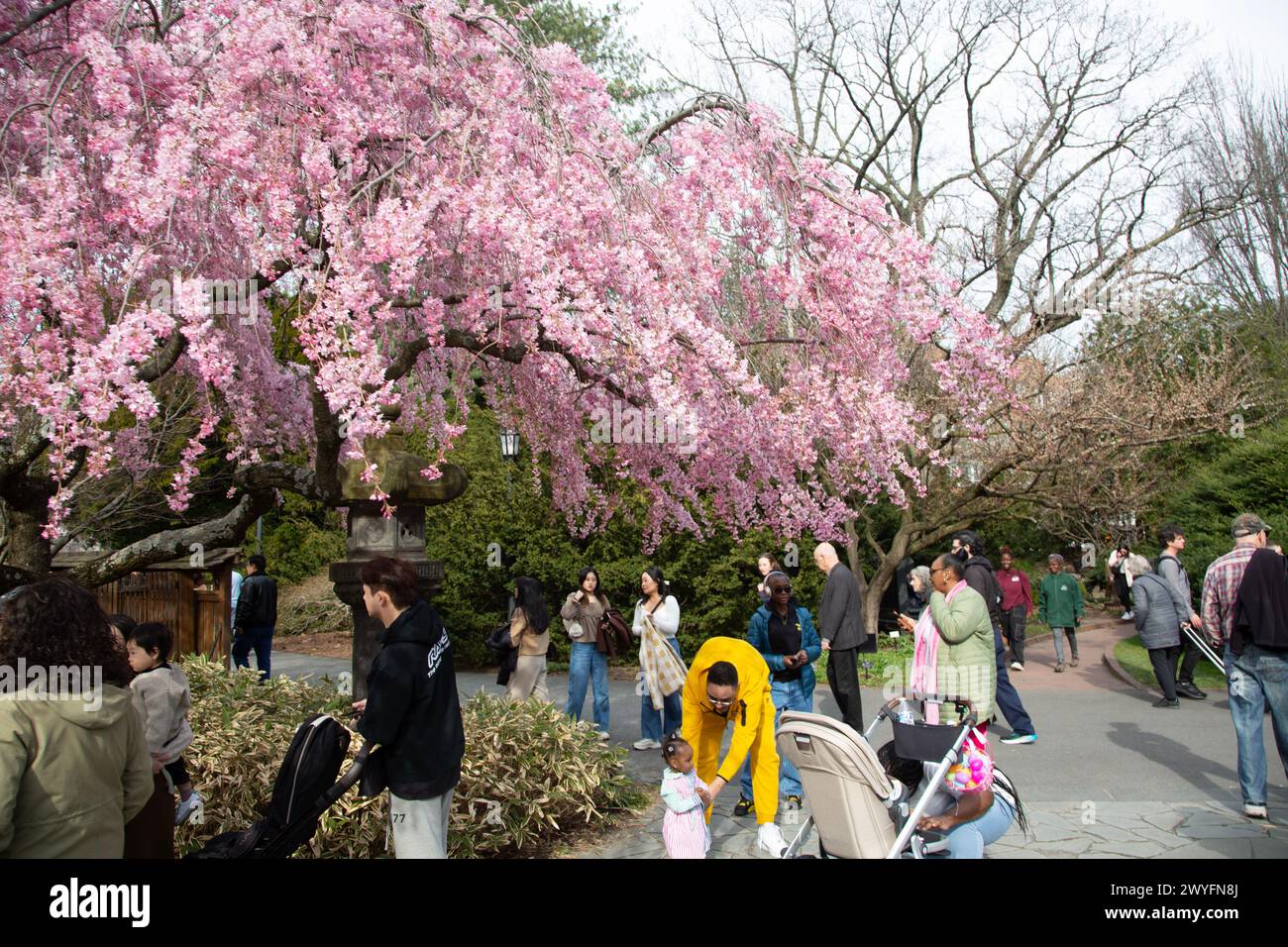 Early Spring at the Brooklyn Botanic Garden on Easter Sunday. People ...