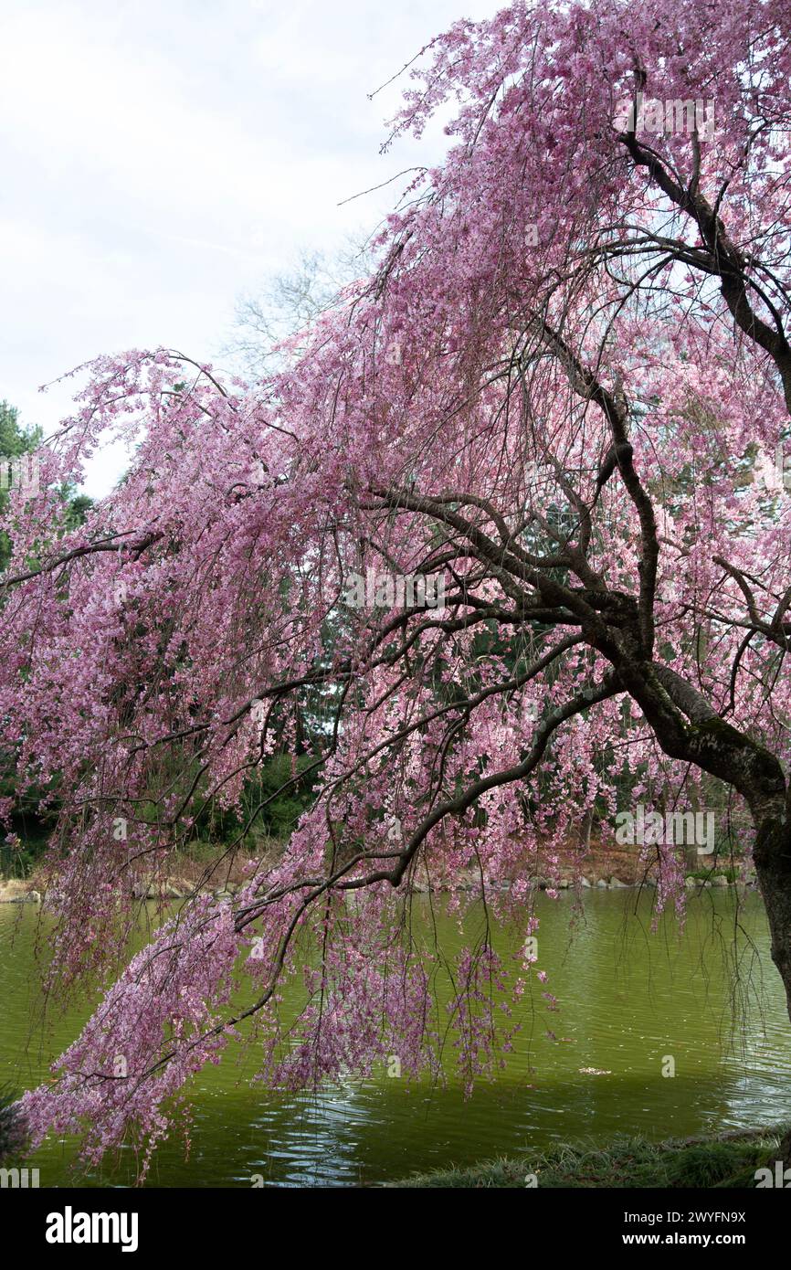 Early Spring at the Brooklyn Botanic Garden on Easter Sunday. Visitors ...