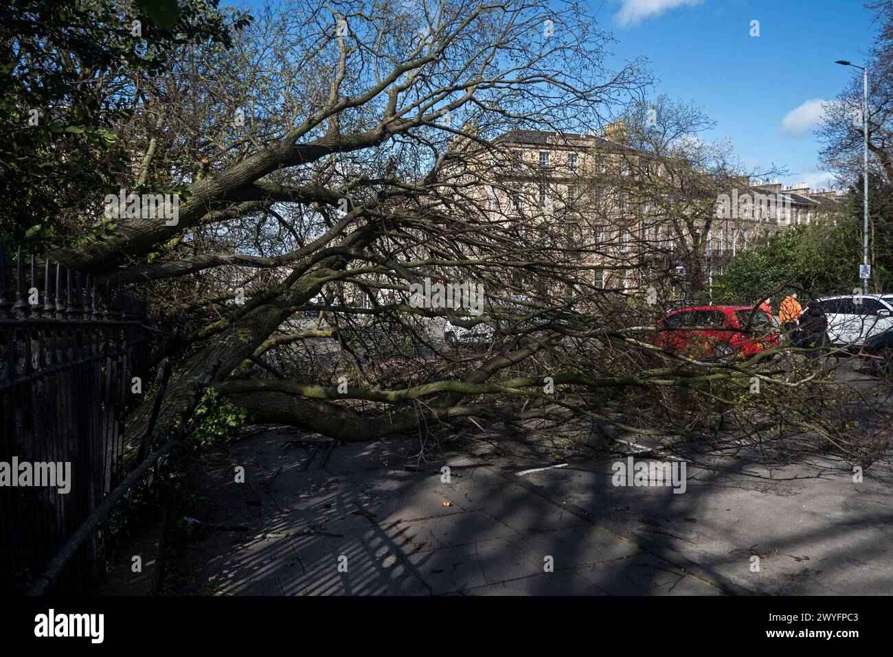Edinburgh, Scotland, UK. 06 Apr 2024. UK Weather - Fallen tree, blown ...