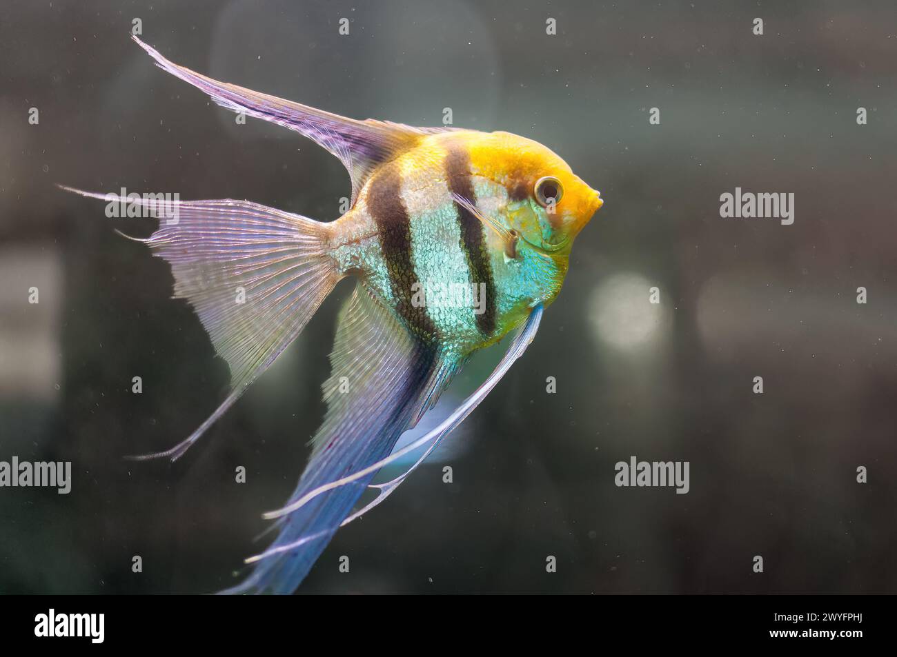 Pterophyllum scalare aquarium hi-res stock photography and images - Alamy