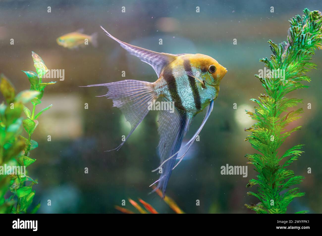 Pterophyllum scalare aquarium hi-res stock photography and images - Alamy