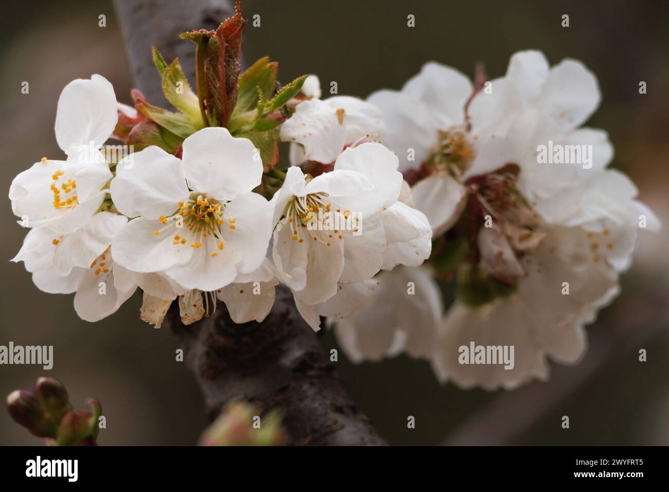 White cherry blossoms in ecological agricultural field in Alcoy, Spain ...