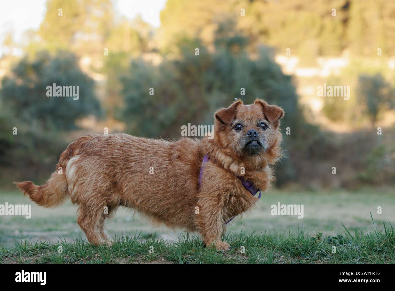 The senior dog Nami with incomplete teeth due to adulthood posing in ...