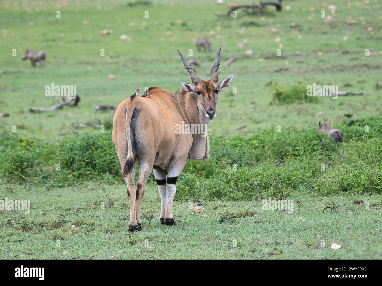 Kenyan eland hi-res stock photography and images - Alamy