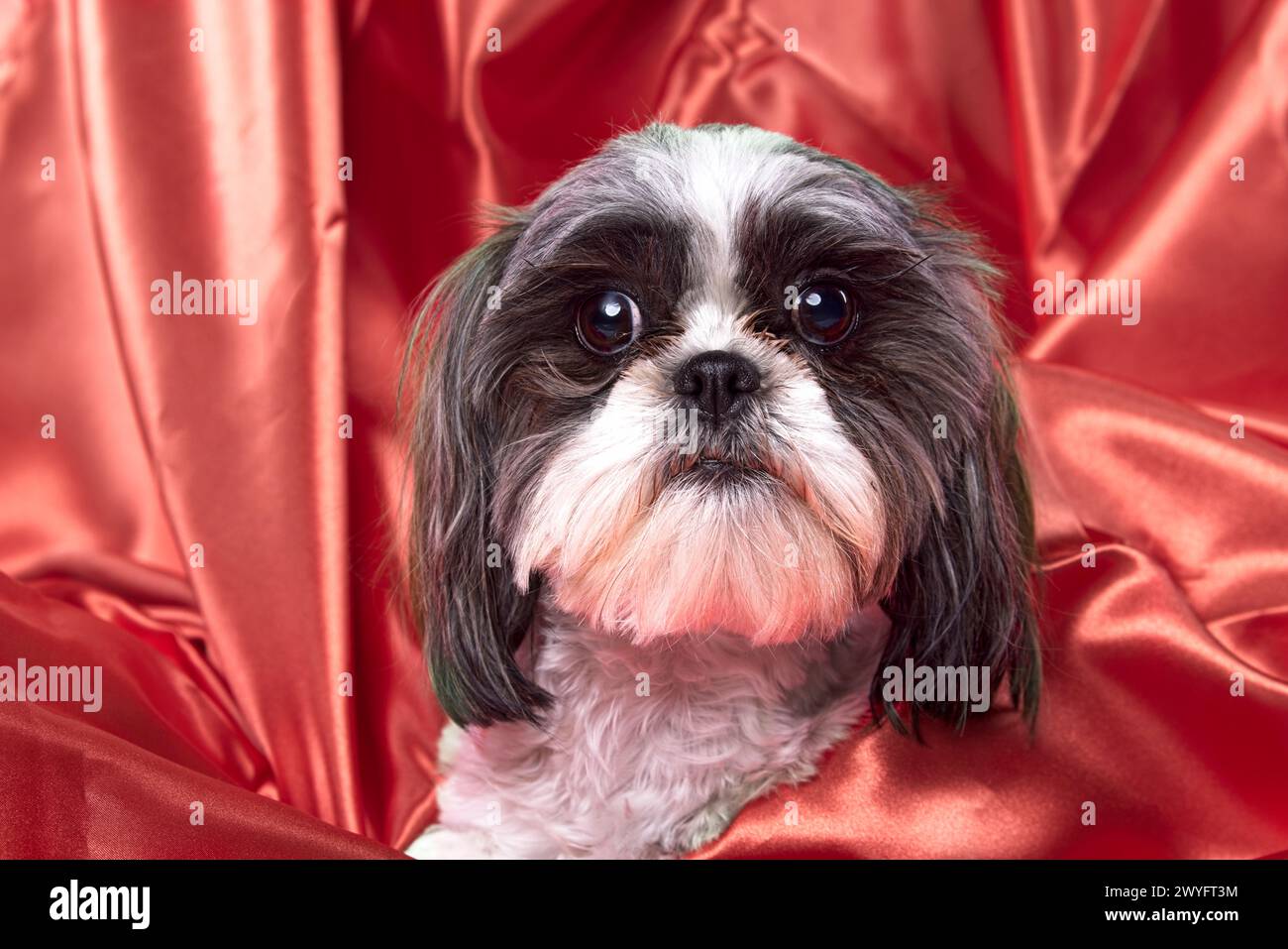 A close up portrait of a cute Shima dog. A cross between a Shitsu and a ...