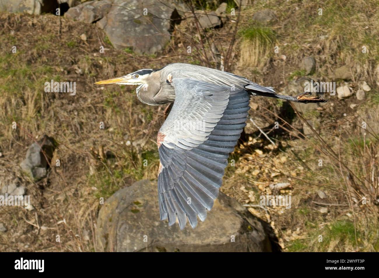 A beautifule great blue heron is flying low to the ground in the outdoors of North Idaho Stock ...