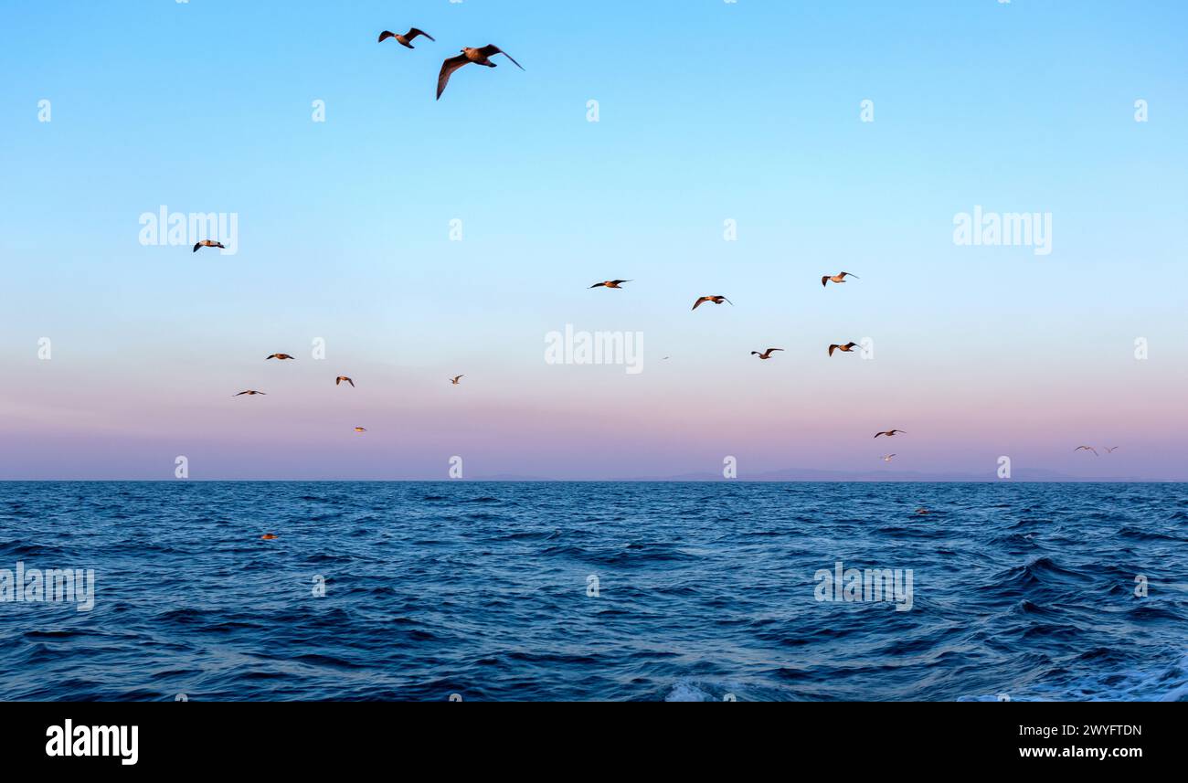 Beautiful view gulls flying hi-res stock photography and images - Alamy