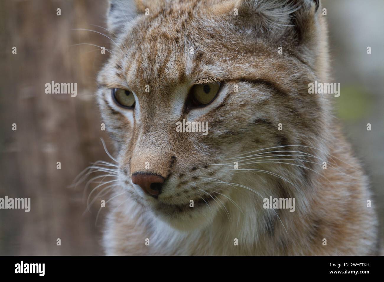 Lynx in the Parc Animalier des Pyrenees, Argeles-Gazost, Hauts Pyrenees ...