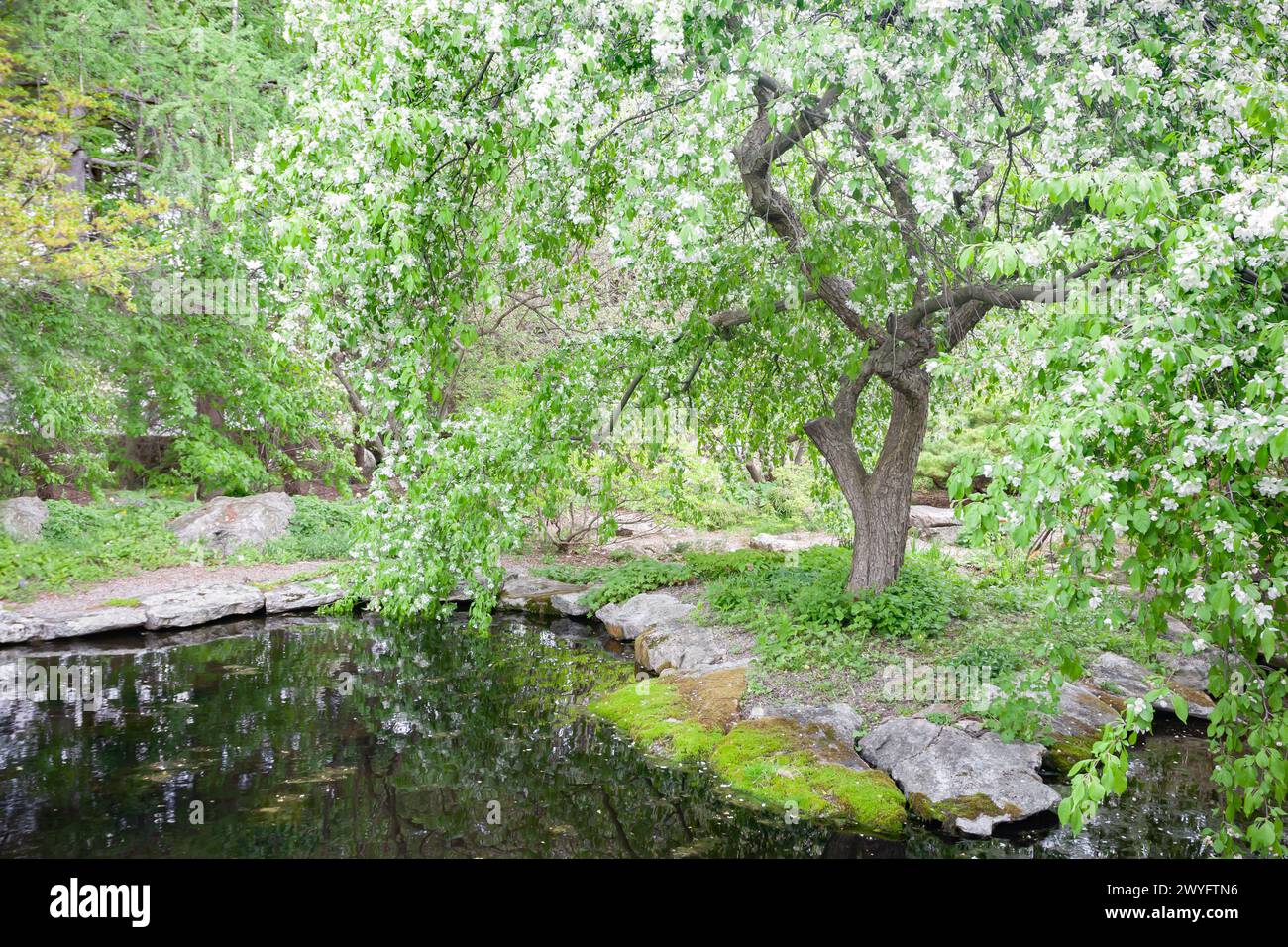 Lovely scene from a garden with a weeping ornamental tree and small ...