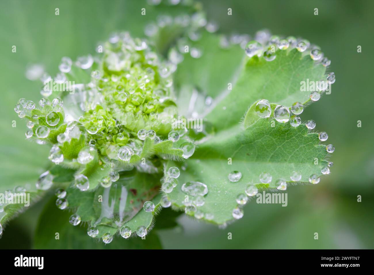 Guttation is how a plant gets rid of excess water through tiny openings ...