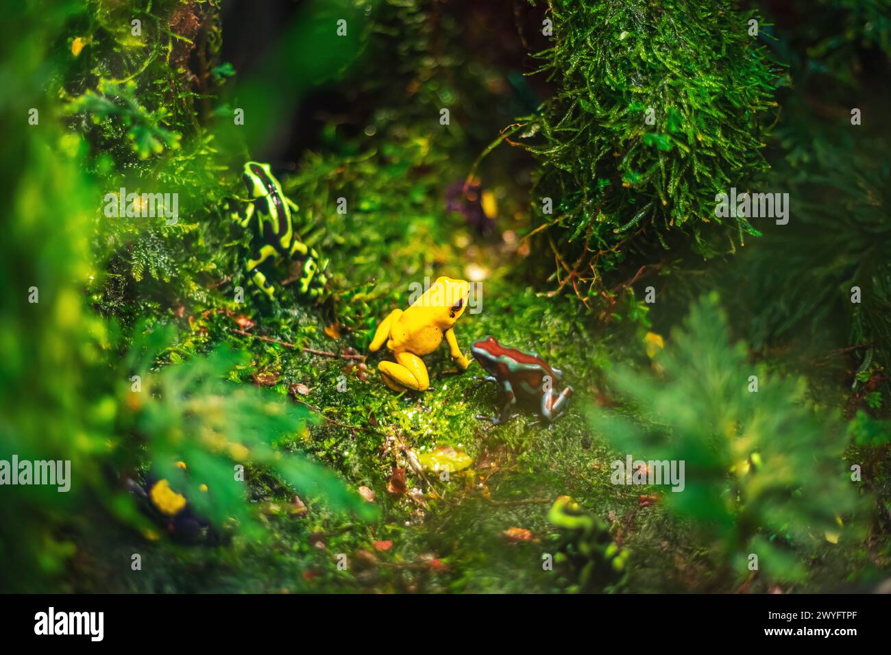 The poison dart frog Phyllobates terribilis is a dangerous animal ...