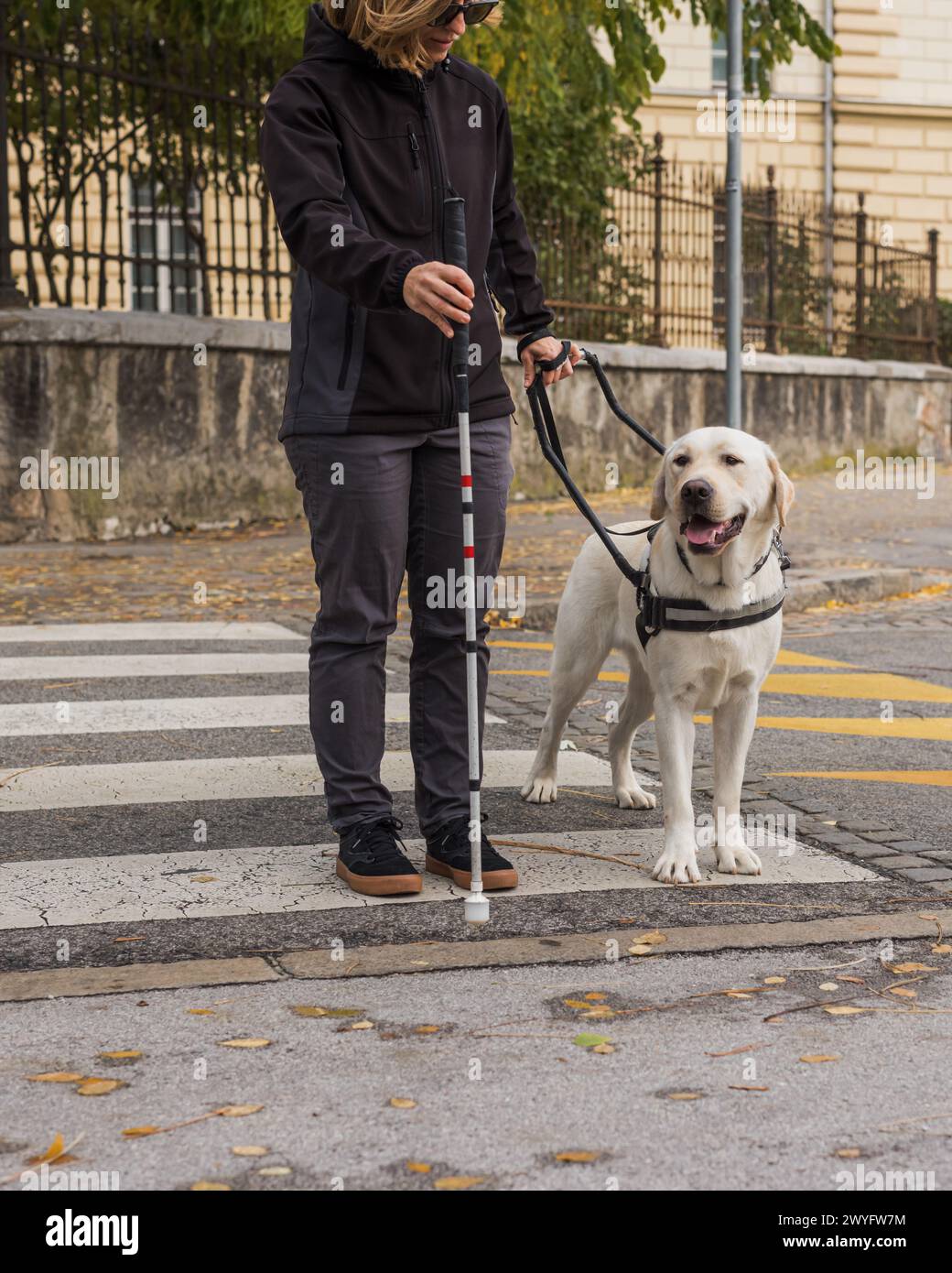Guide dog helping a visually impaired woman to cross the street at the ...