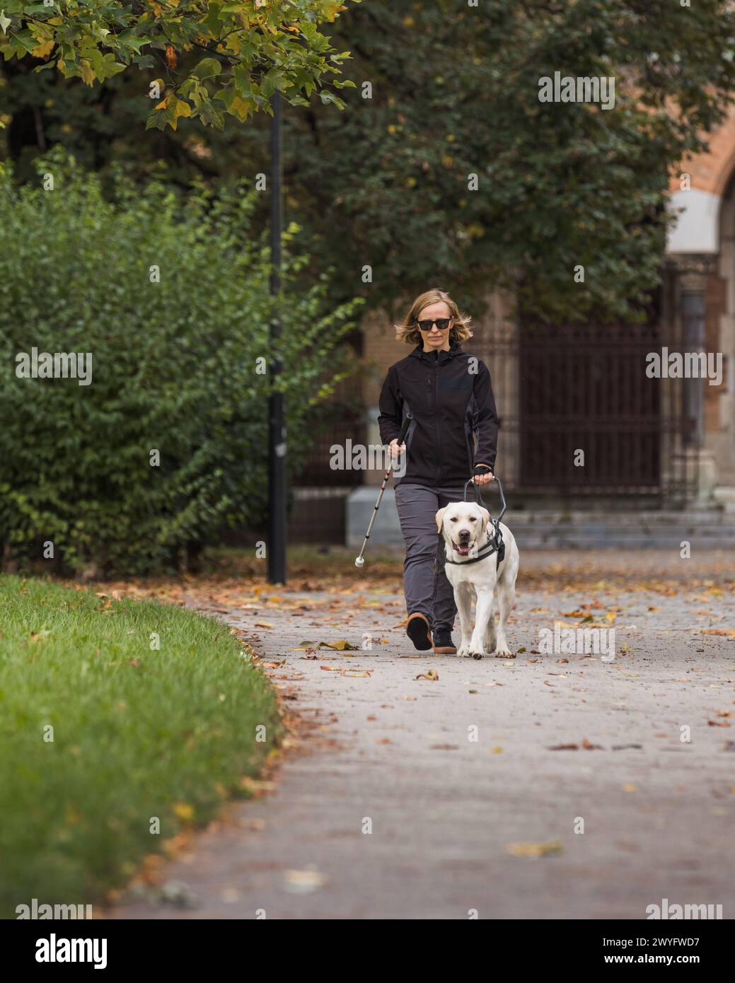 Visually impaired woman walking along city park with a guide dog ...