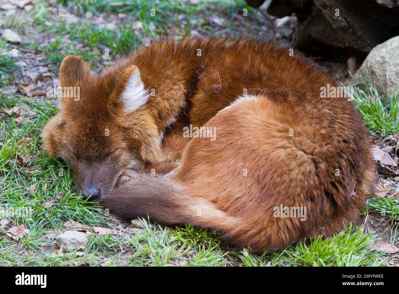 Red fox in the Parc Animalier des Pyrenees, Argeles-Gazost, Hauts ...