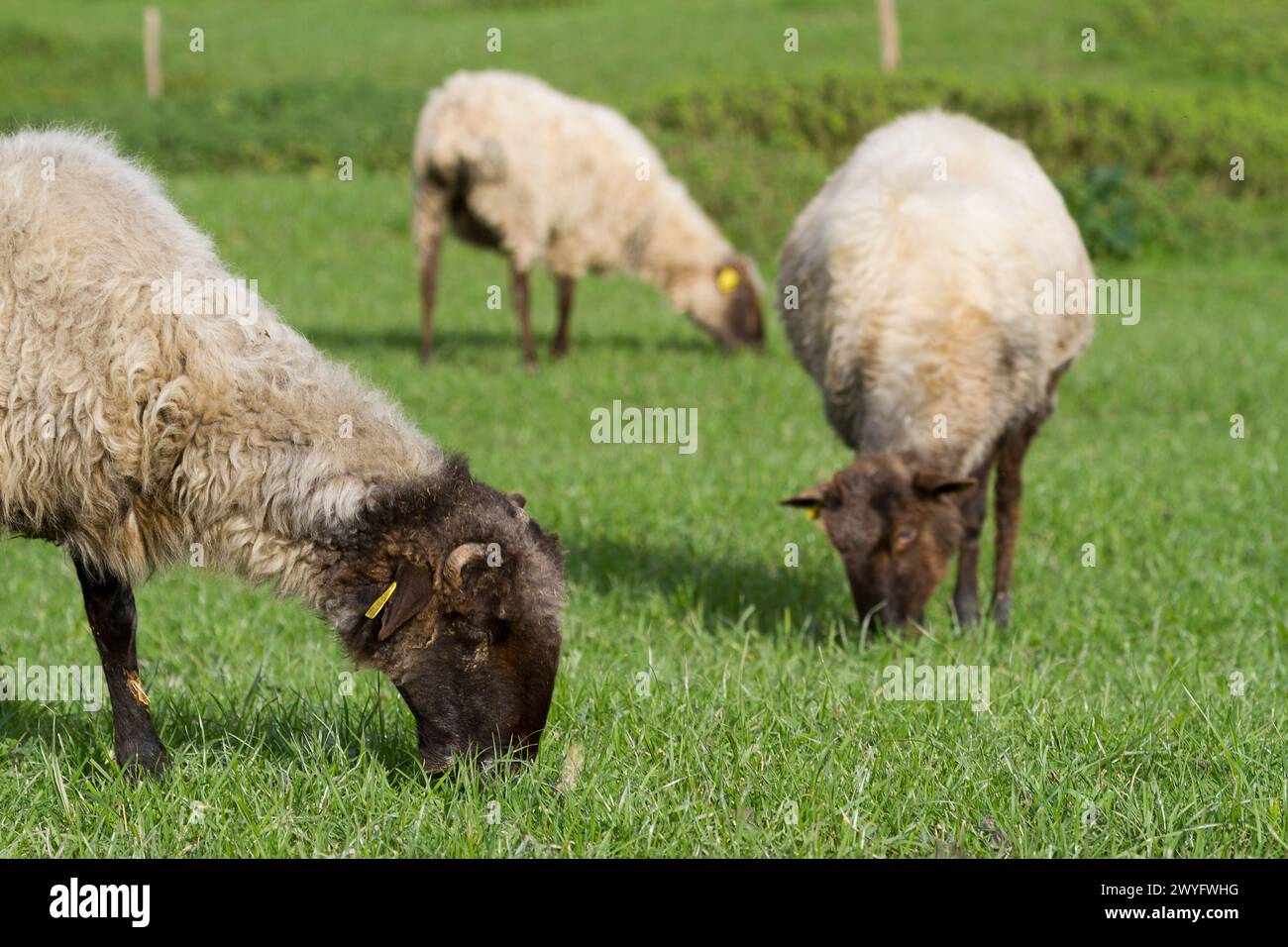 Idiazabal hi-res stock photography and images - Alamy