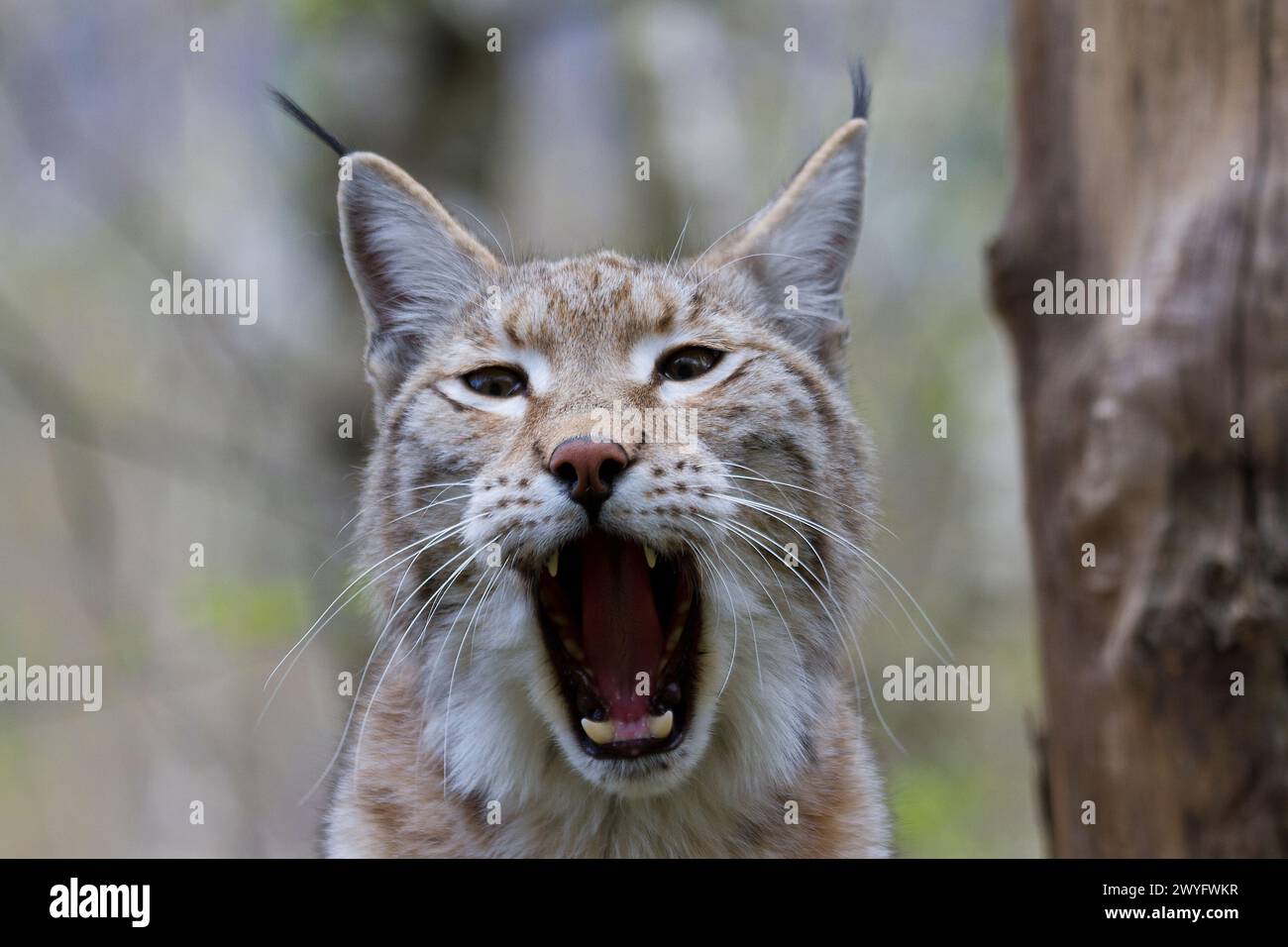 Lynx in the Parc Animalier des Pyrenees, Argeles-Gazost, Hauts Pyrenees ...