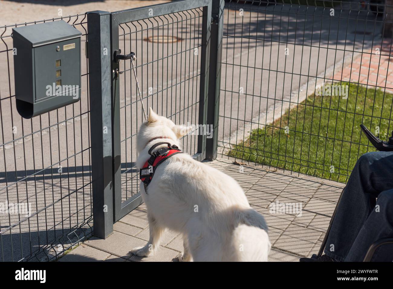 Trained service dog opening and closing a door to his male owner in an ...