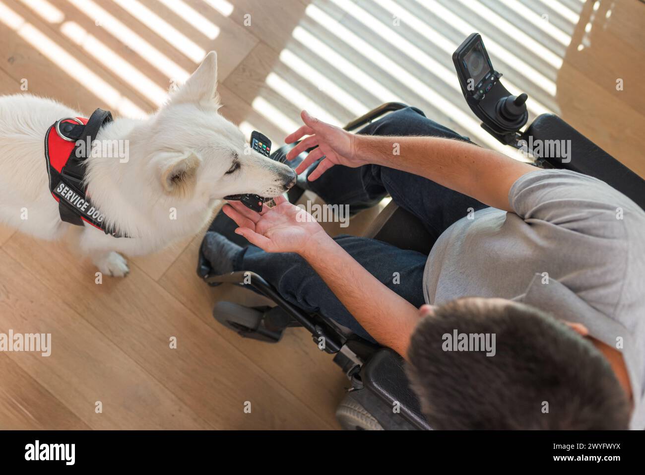 Trained service dog responding to a command from his owner man in a ...