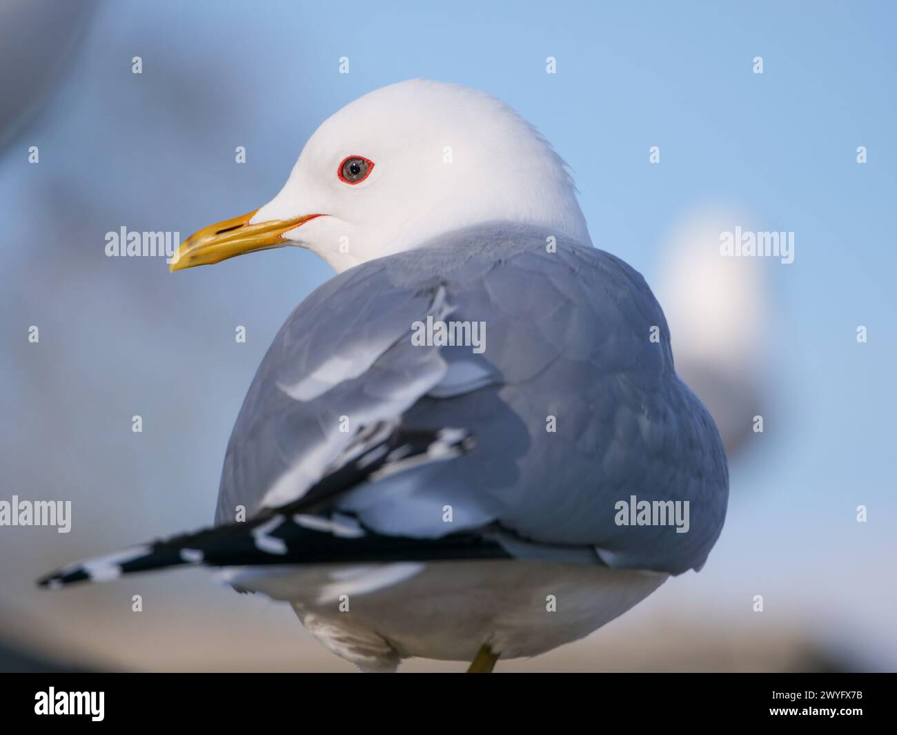 Shoulder wing hi-res stock photography and images - Alamy