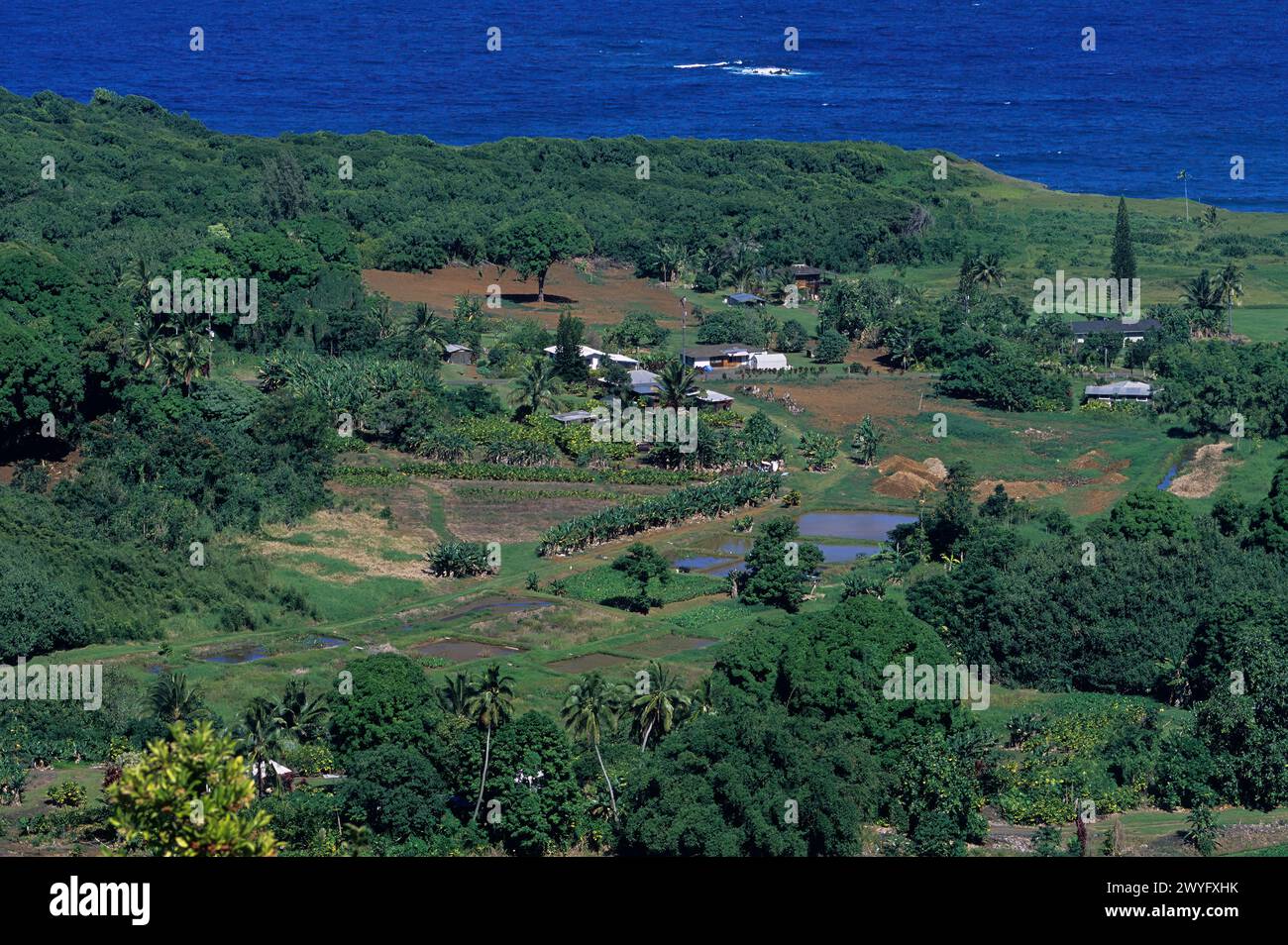 Taro ponds hi-res stock photography and images - Alamy