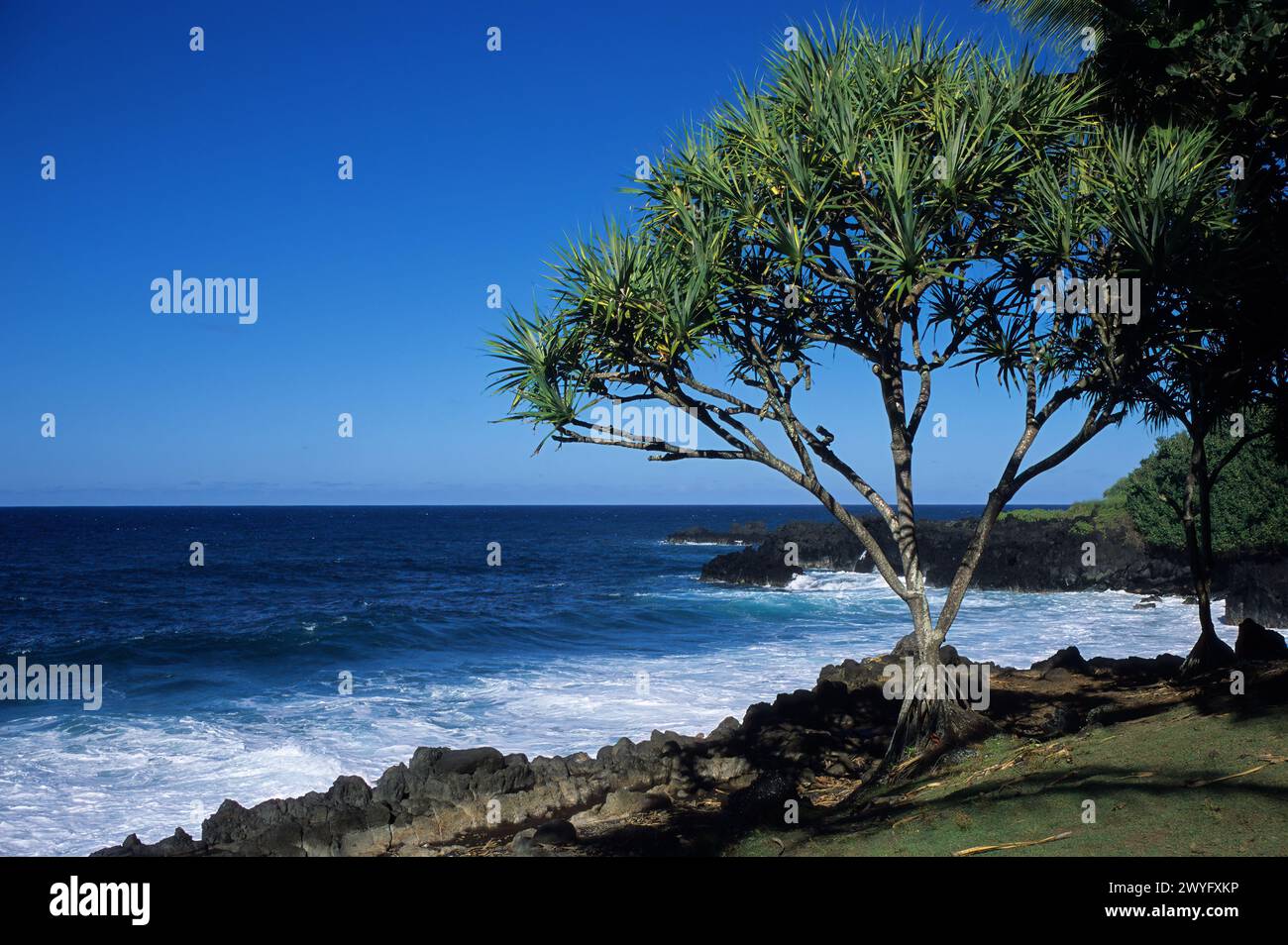 Pandanus tree hi-res stock photography and images - Alamy