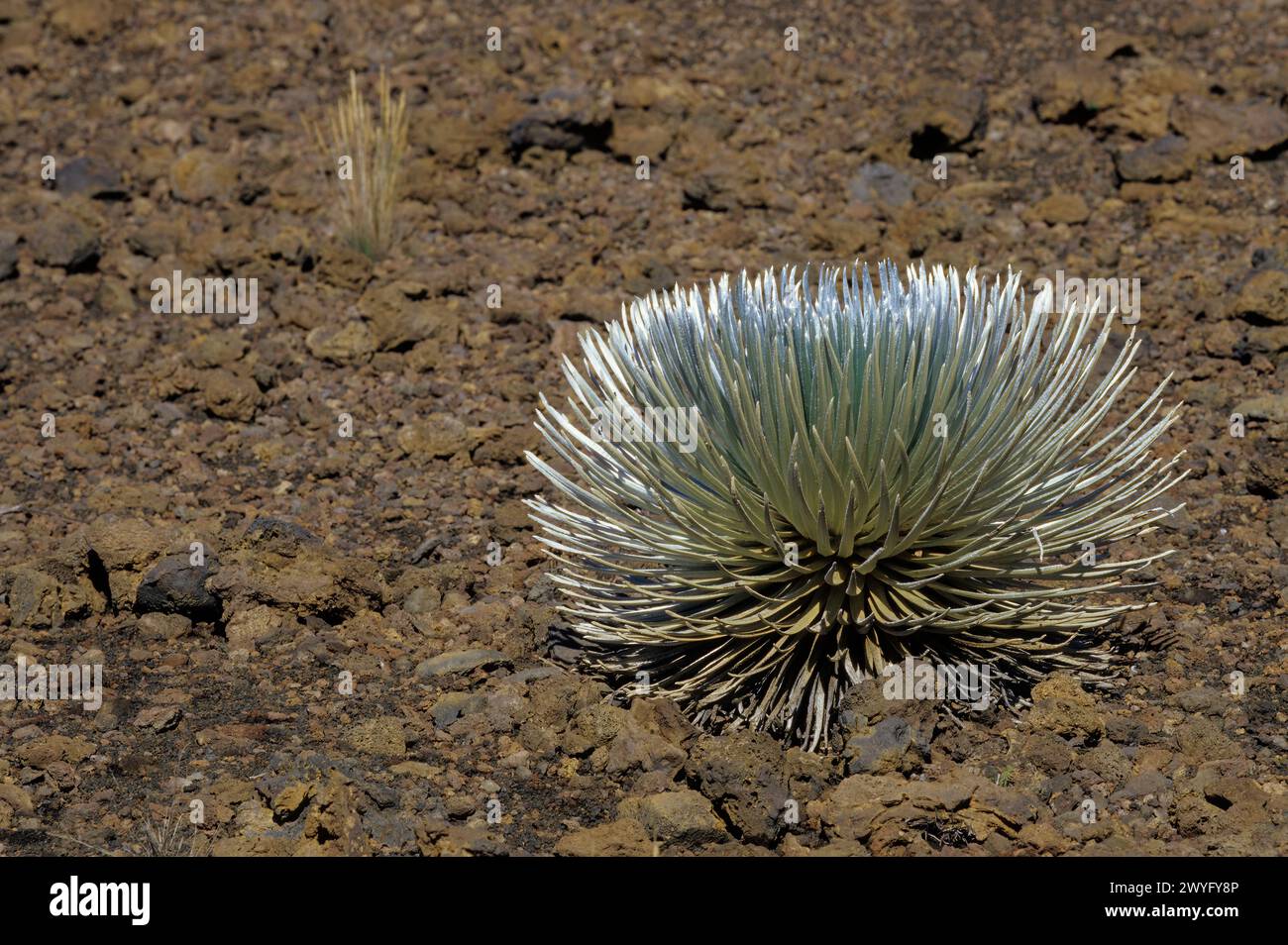 Maui, Hawaii, U.S.A. - Silversword in Haleakala Crater, Haleakala ...