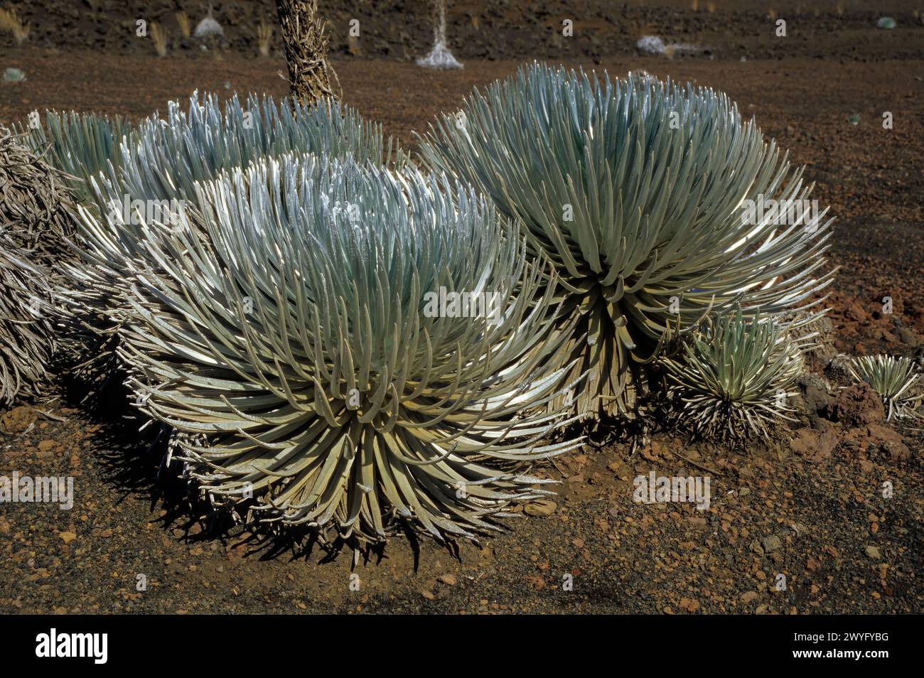 Maui, Hawaii, U.S.A. - Silversword in Haleakala Crater, Haleakala ...