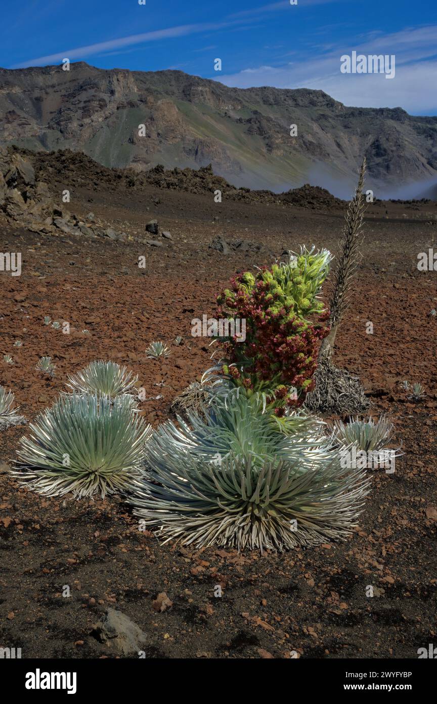 Maui, Hawaii, U.S.A. - Silversword with new bloom, in Haleakala Crater ...