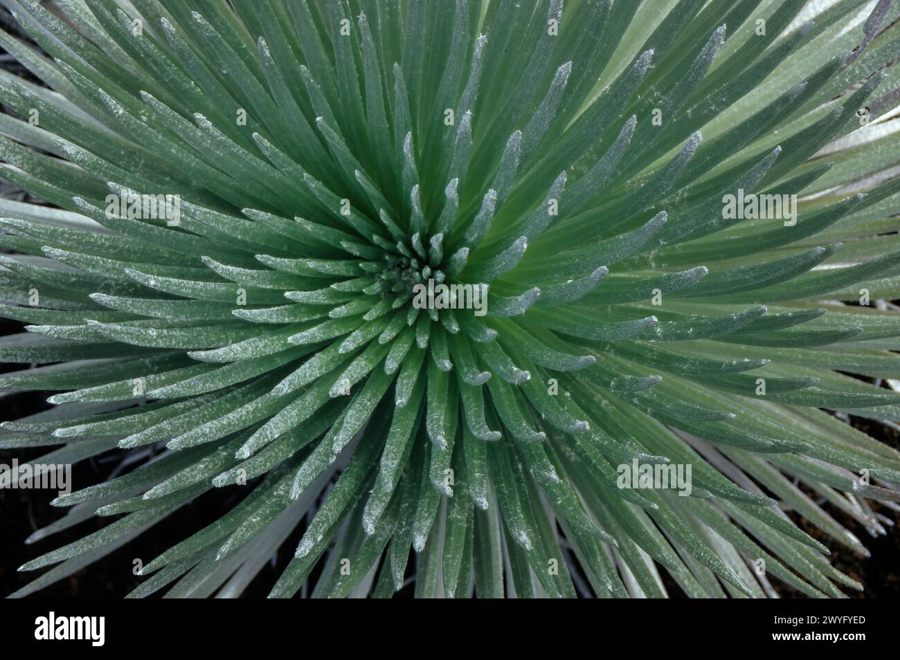 Maui, Hawaii, U.S.A. - Silversword in Haleakala Crater, Haleakala ...