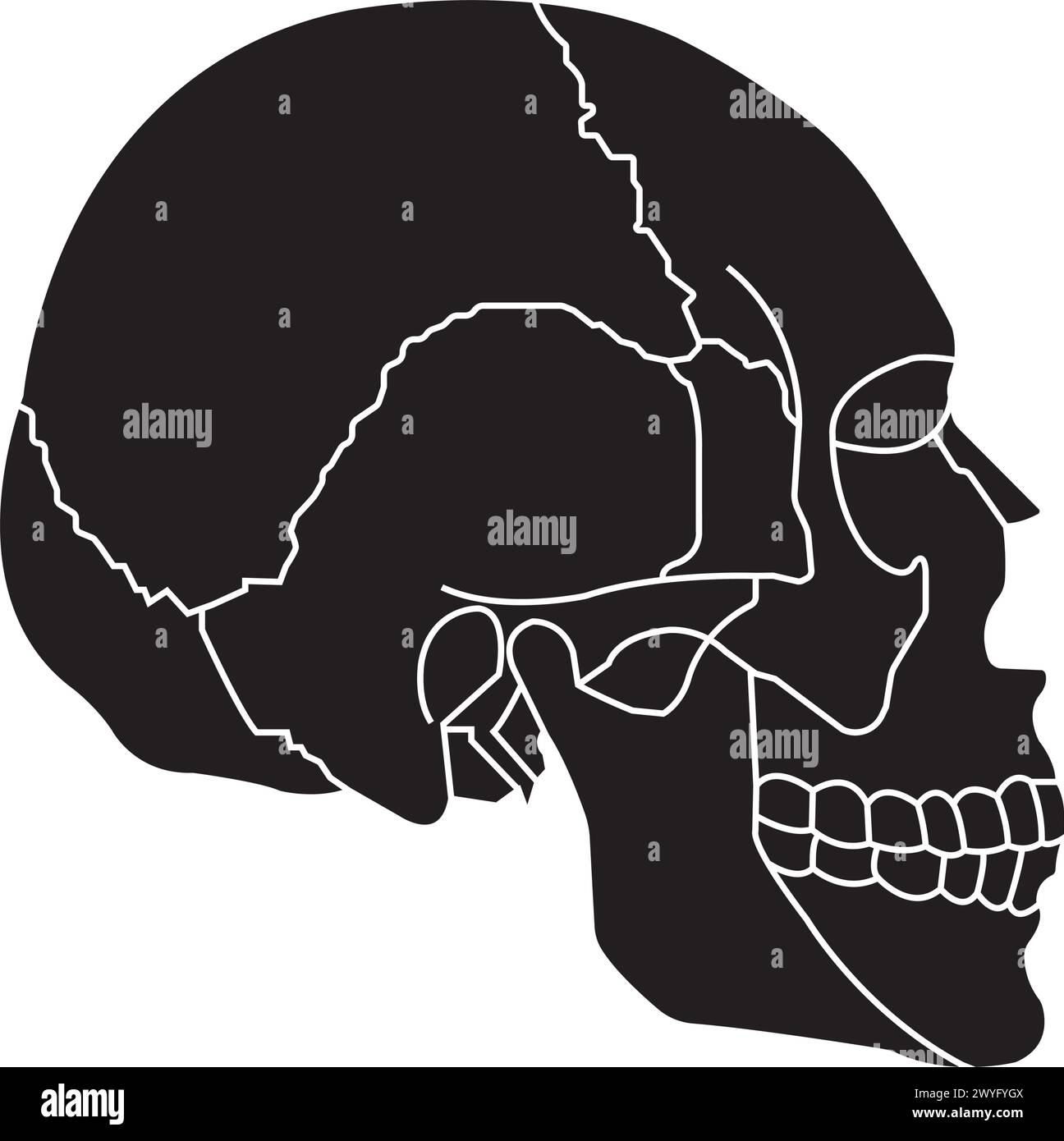 Human skull icon vector illustration symbol design Stock Vector Image ...
