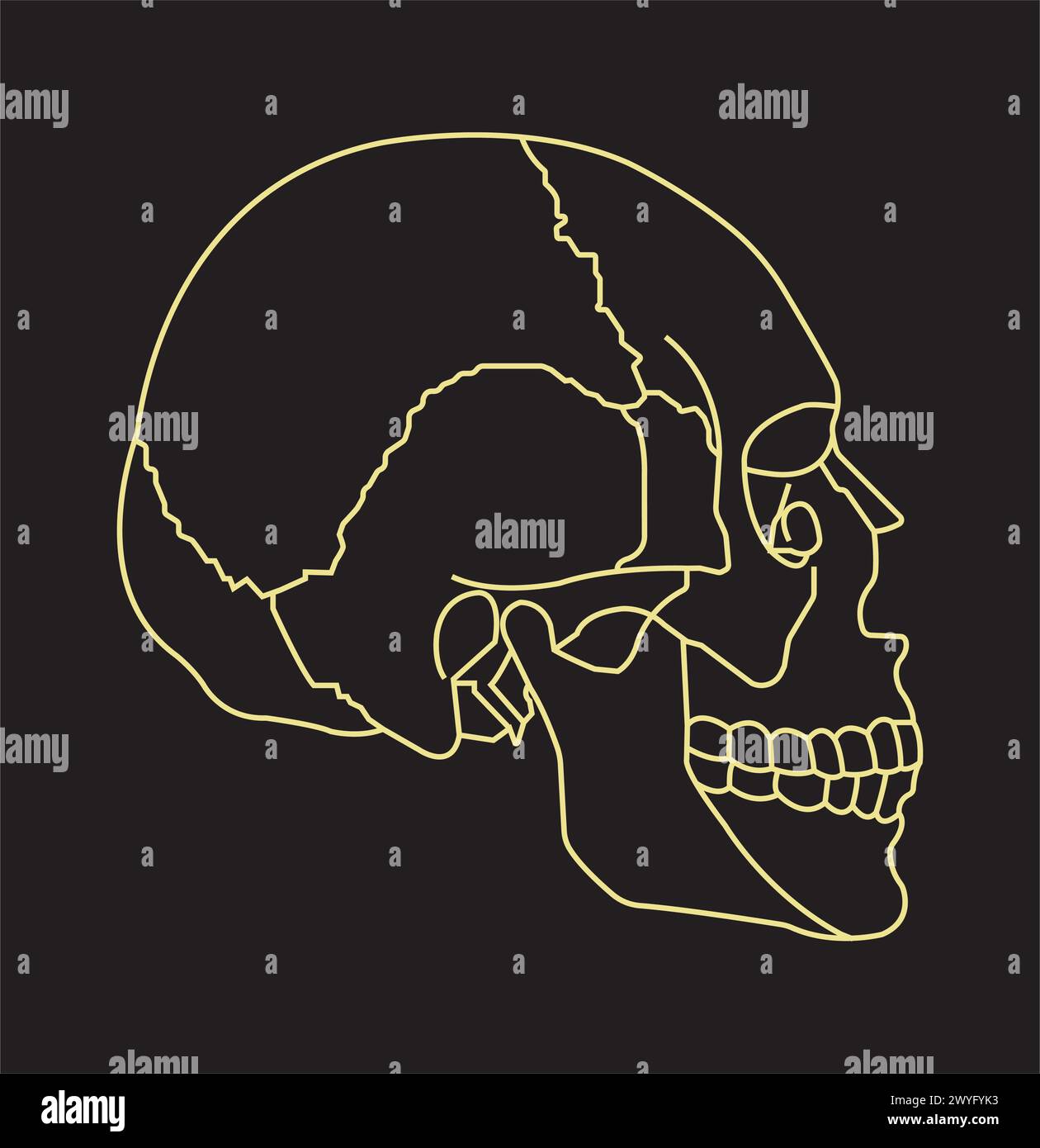 Human skull icon vector illustration symbol design Stock Vector Image ...