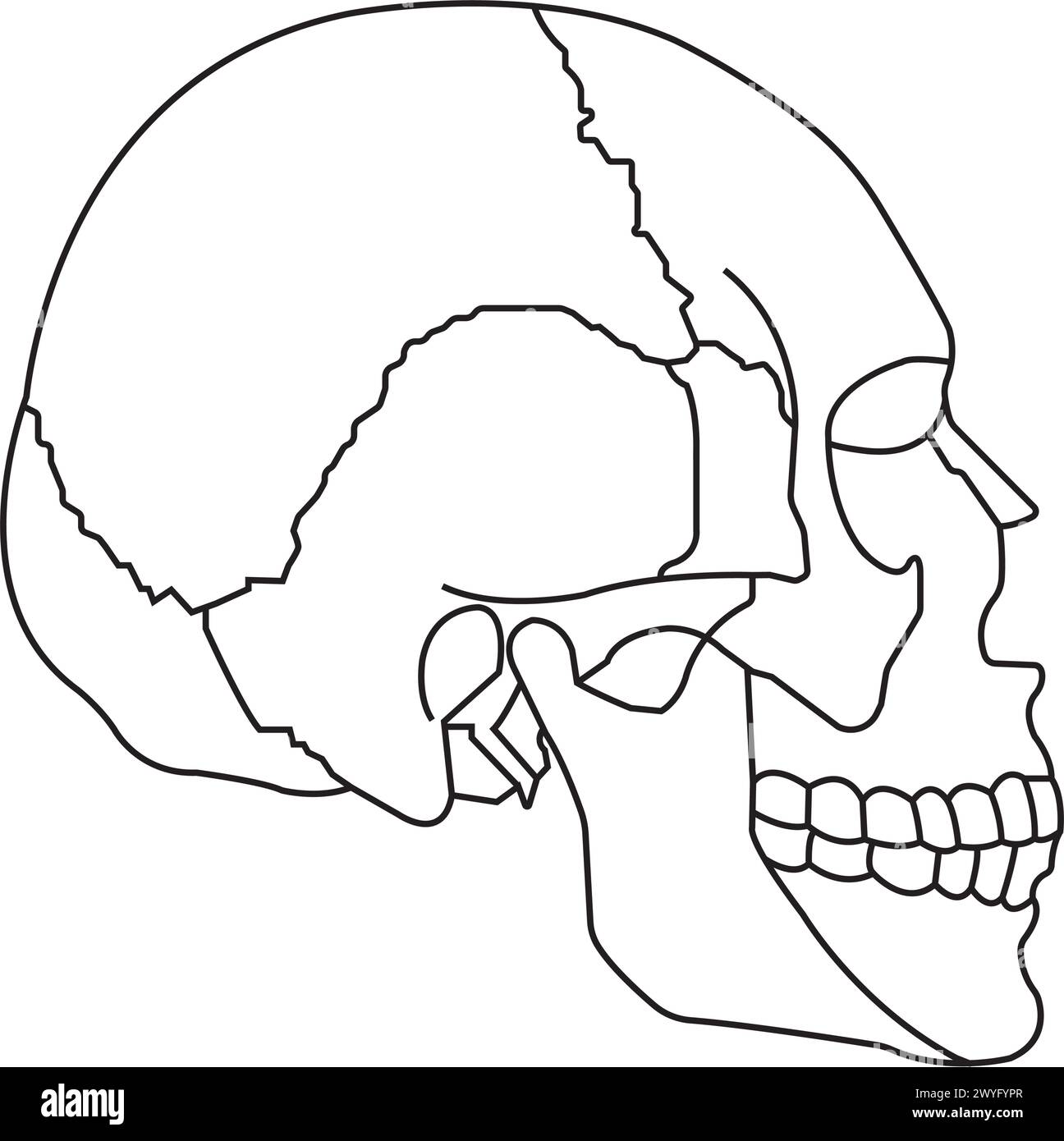 Human skull icon vector illustration symbol design Stock Vector Image ...