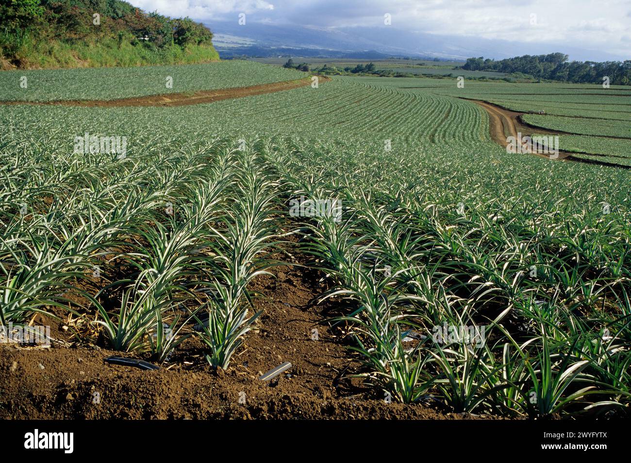 Maui hawaii scenery hi-res stock photography and images - Alamy