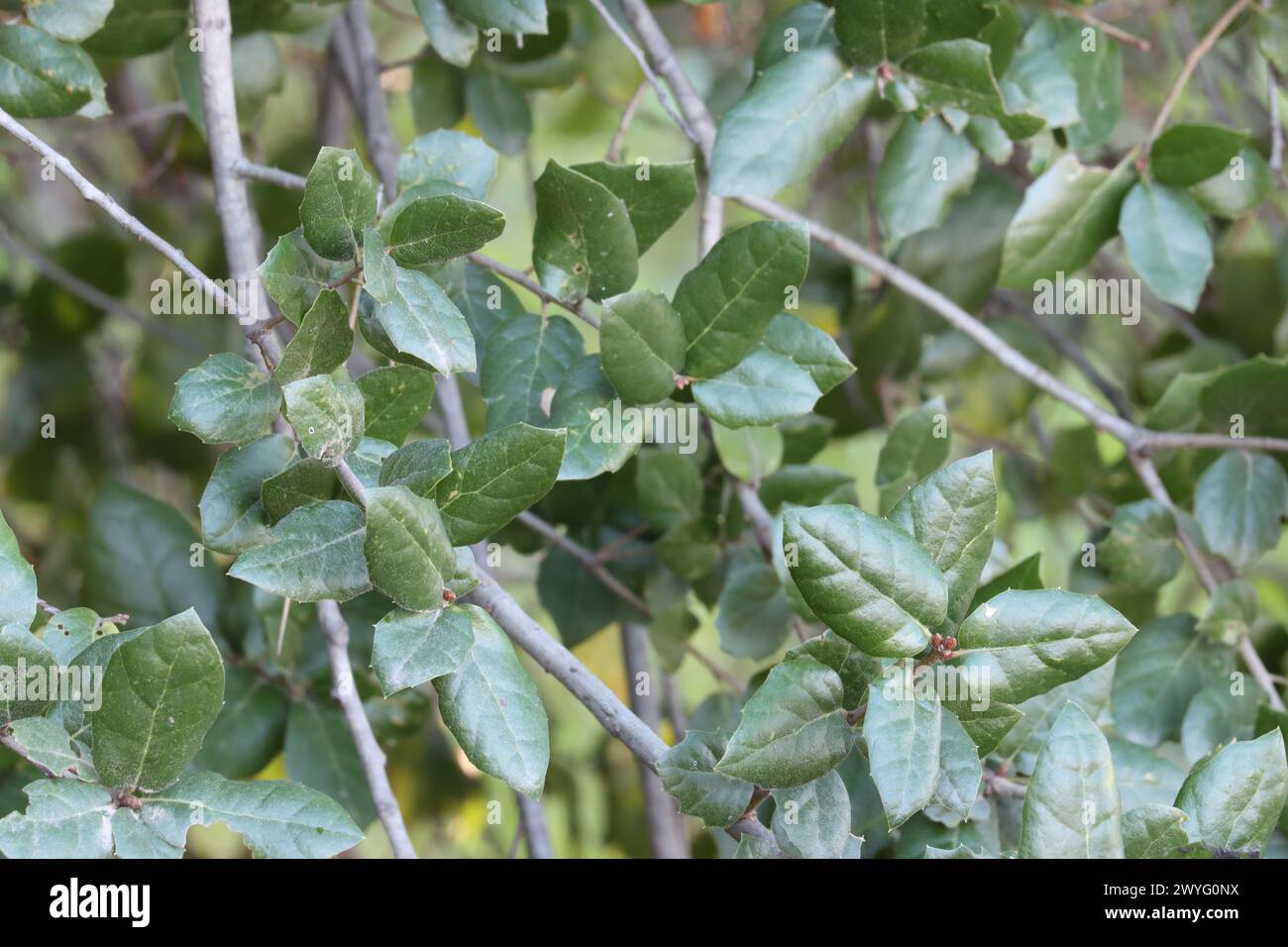 Quercus Agrifolia Variety Agrifolia, a gorgeous native monoecious tree ...