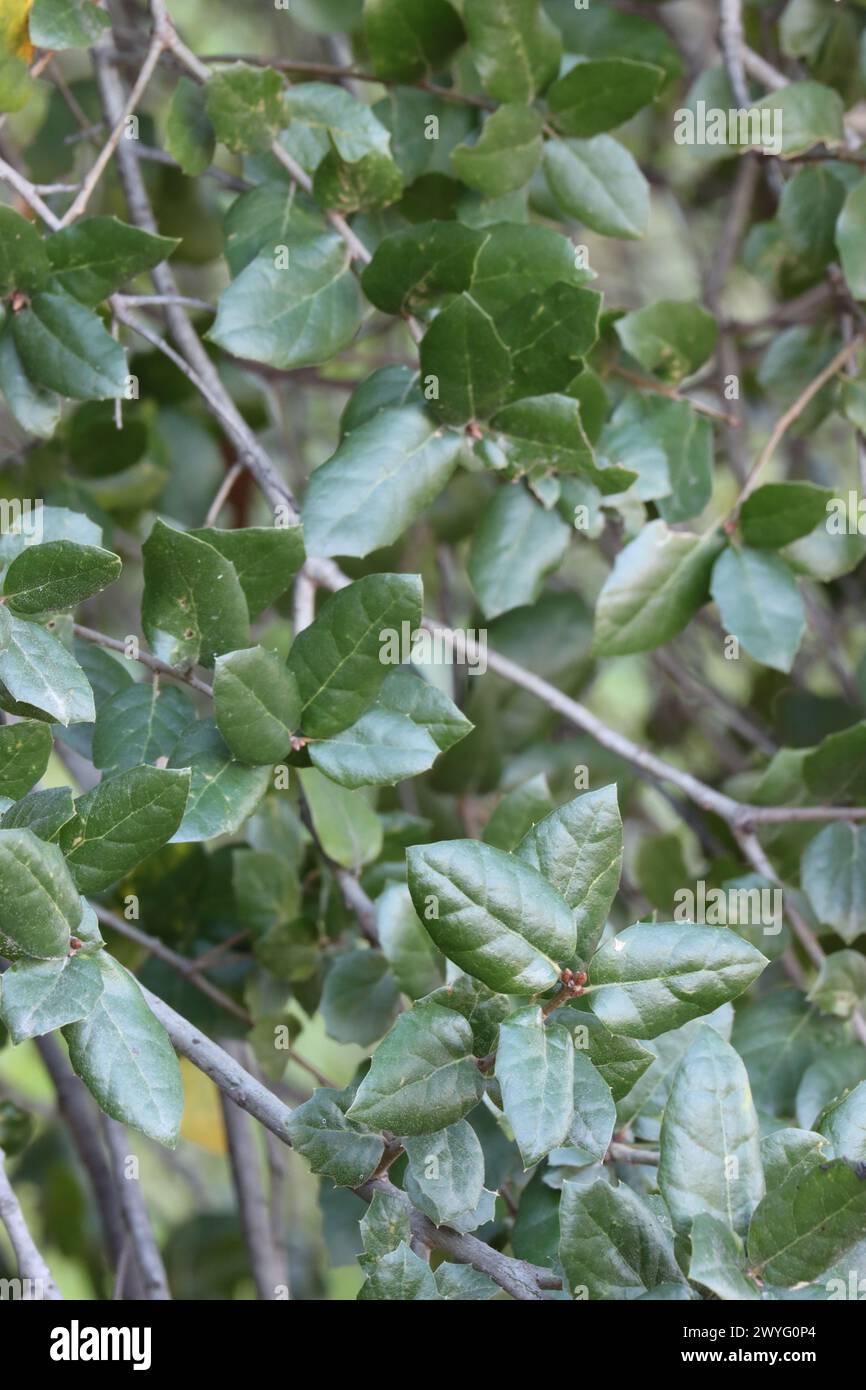 Quercus Agrifolia Variety Agrifolia, a gorgeous native monoecious tree ...