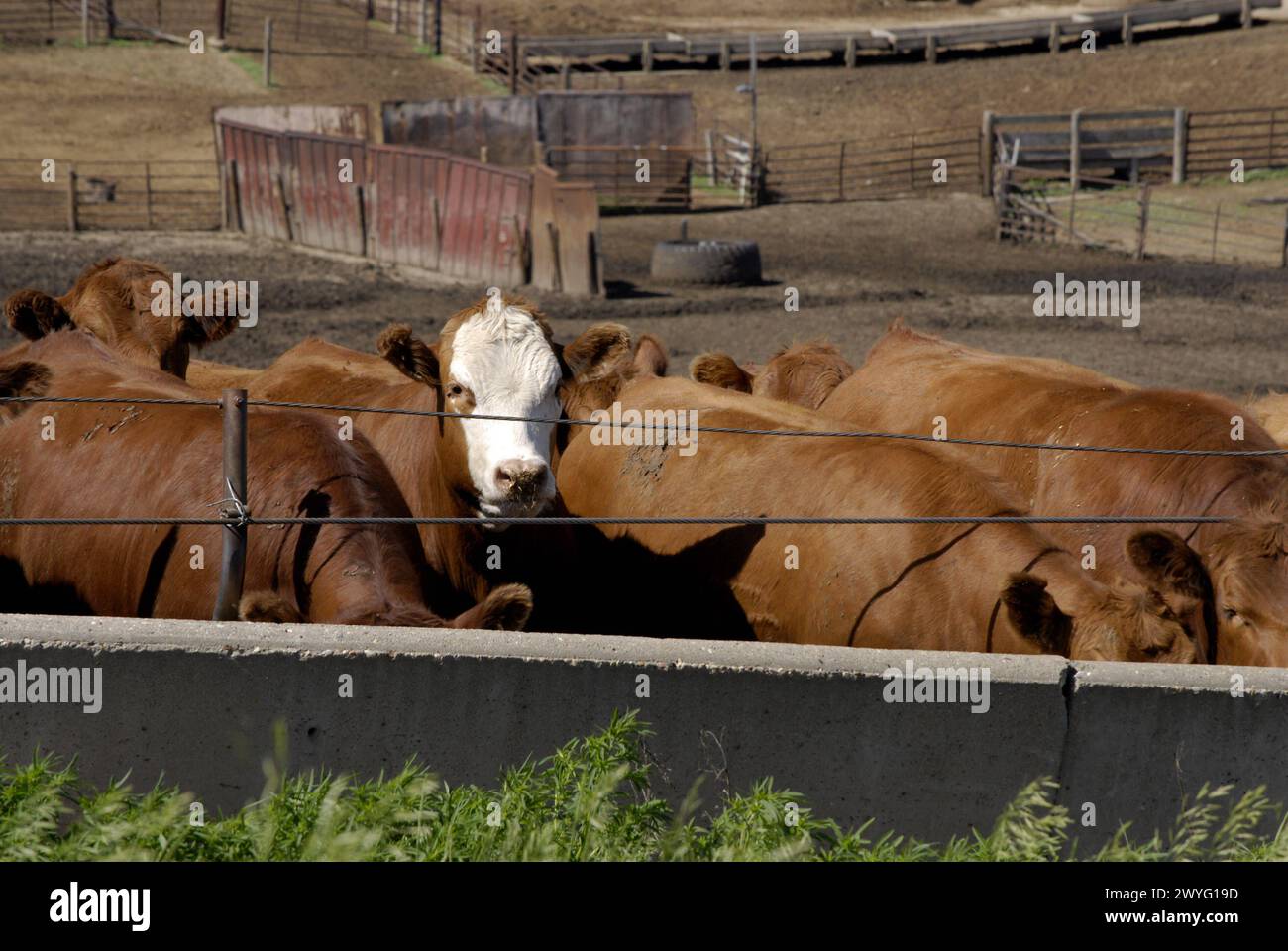Rular America /Iowa /USA/ 13 june 2014 Life in small town rulaer ...