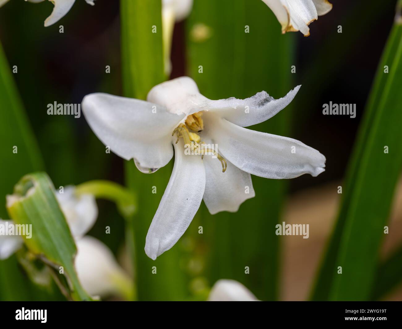 White Crab Spider Laying in Wait in a Hyacinth Flower Stock Photo - Alamy