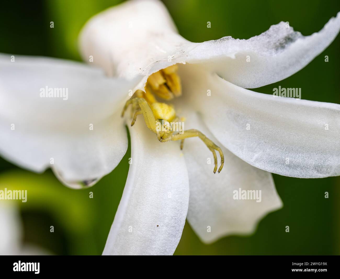 White Crab Spider Laying in Wait in a Hyacinth Flower Stock Photo - Alamy