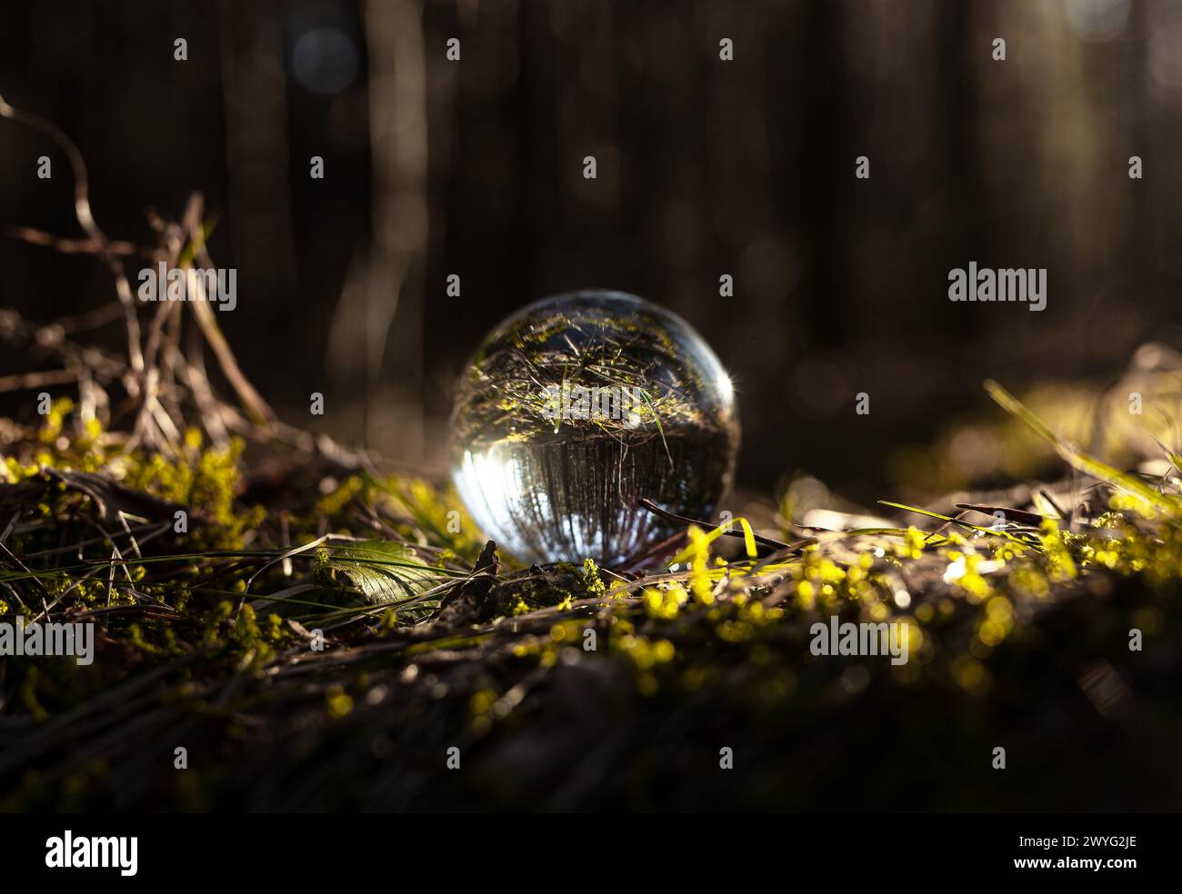 Crystal glass transparent ball, sphere on moss, green grass, sunlight ...